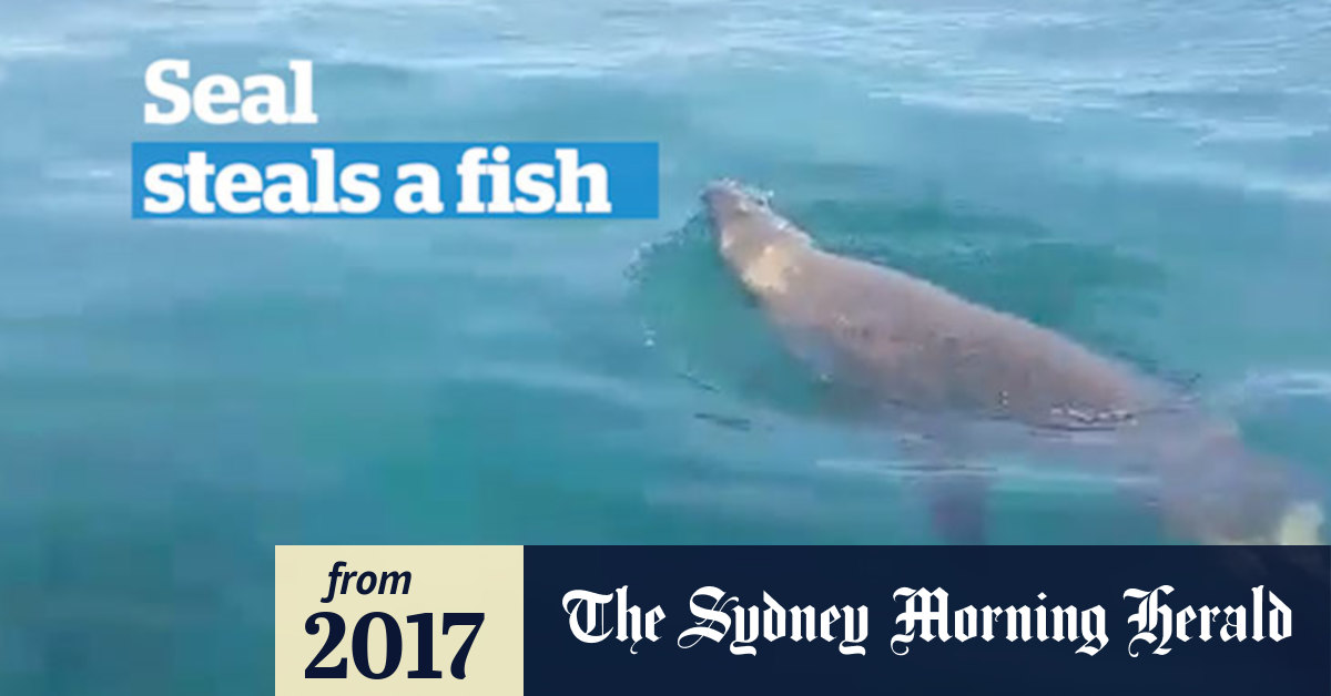 Video: Seal steals fish caught on camera