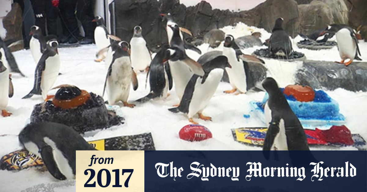Video: Penguins predict grand final winner