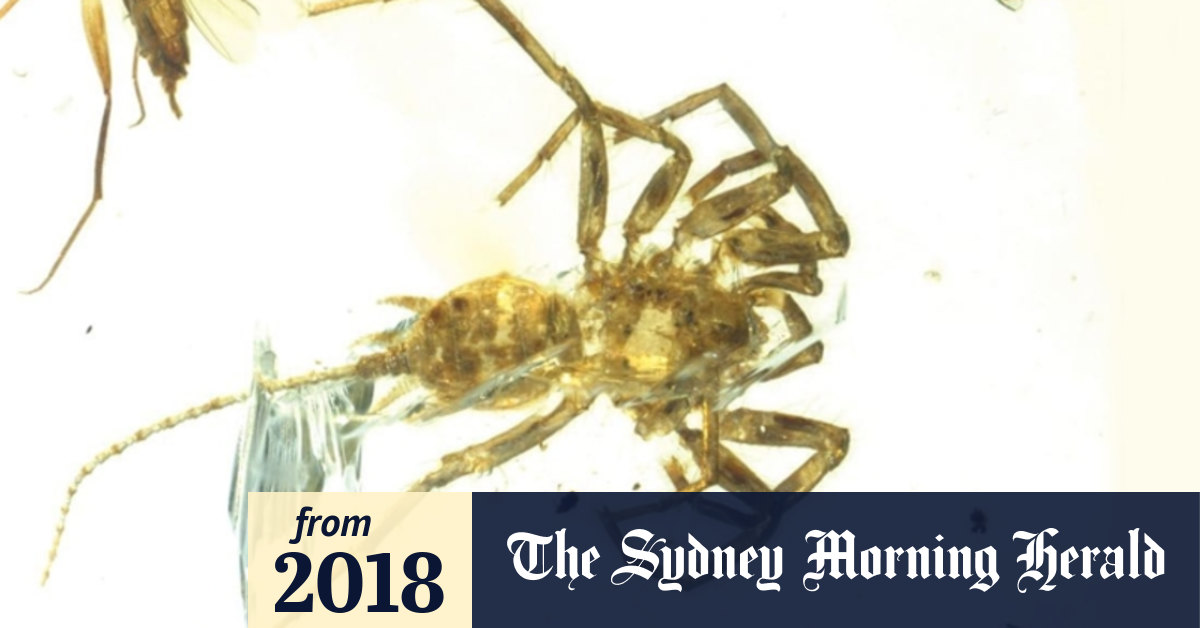 Caught in amber: ancient spider with a whip-like tail