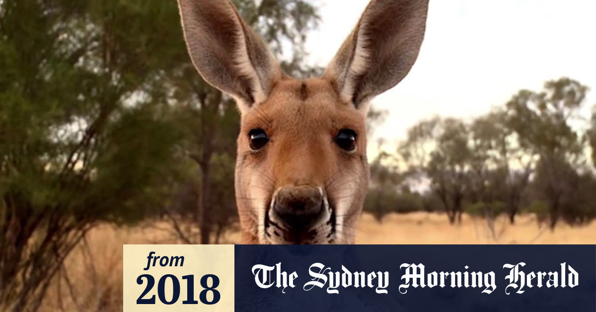 Video: Trailer: Kangaroo