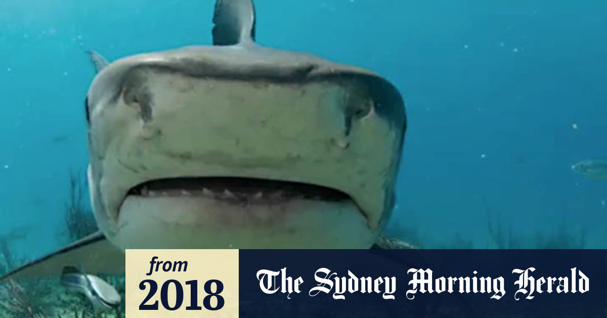 Video: Blue Planet 2: WA Tiger Sharks