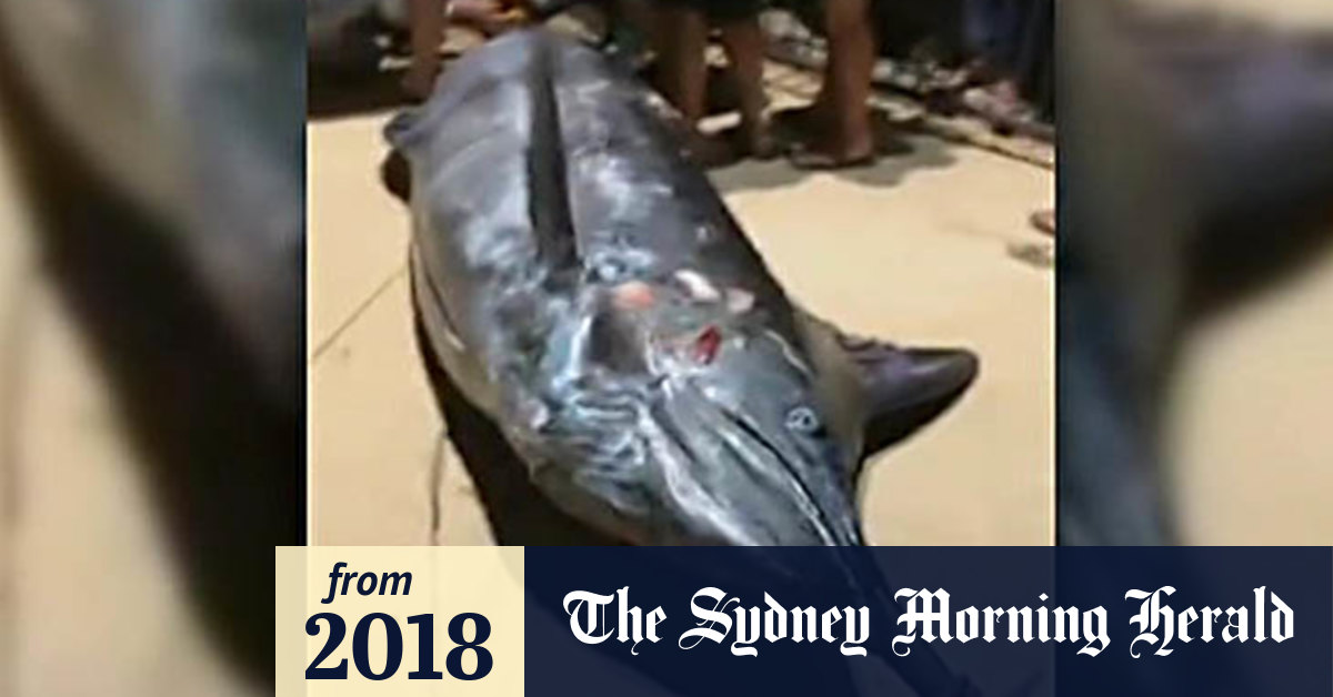 Video: Record-breaking blue marlin caught in WA