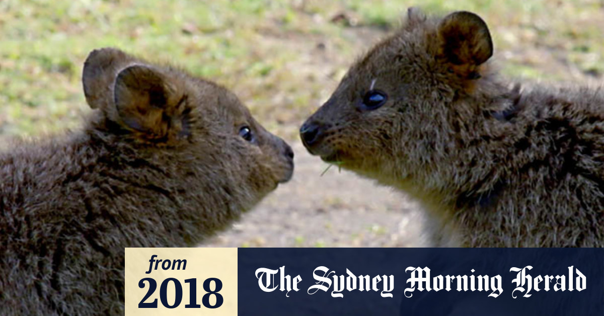 Video: Kingdom of the Quokka - Trailer