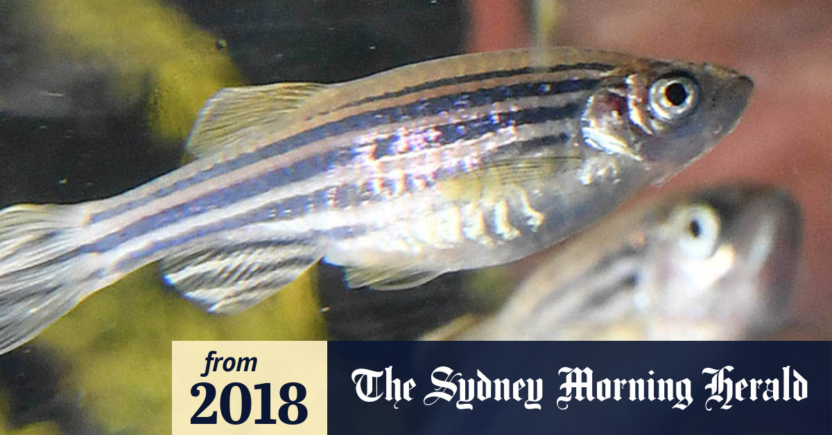 Video: Watch this fish regrow its spinal cord