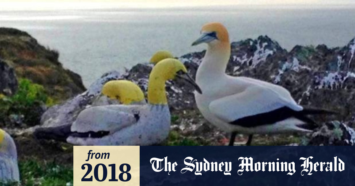Nigel, the world's loneliest bird, dies next to the concrete decoy he loved