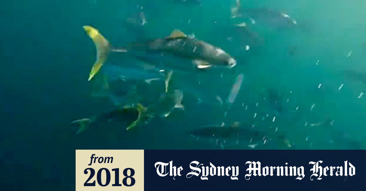 Video: Predatory kingfish escape NSW fish farm