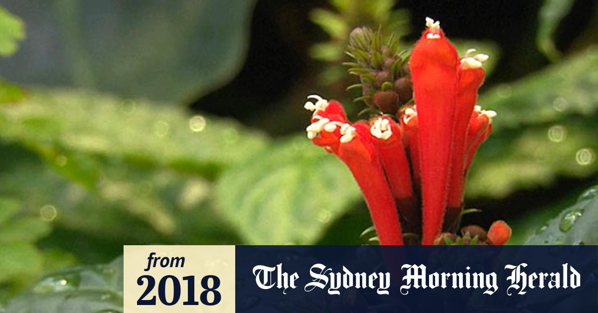 Video: Amazon opens rainforest in Seattle