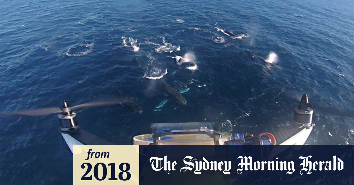 Video: Collecting whale blow mucus by drone