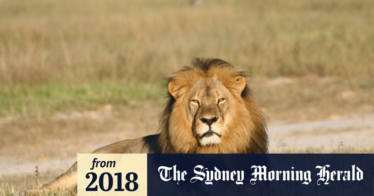 Poached/ Lion Hearted review: Inside the world of killing animals for ...