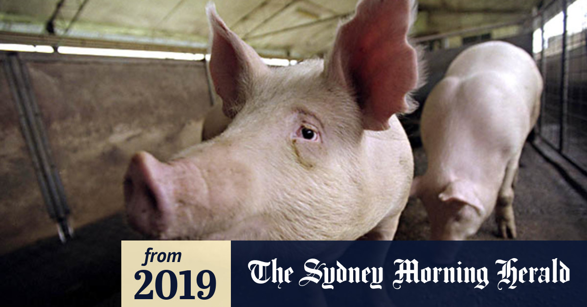 Video: Scientists restore activity in dead pig brains