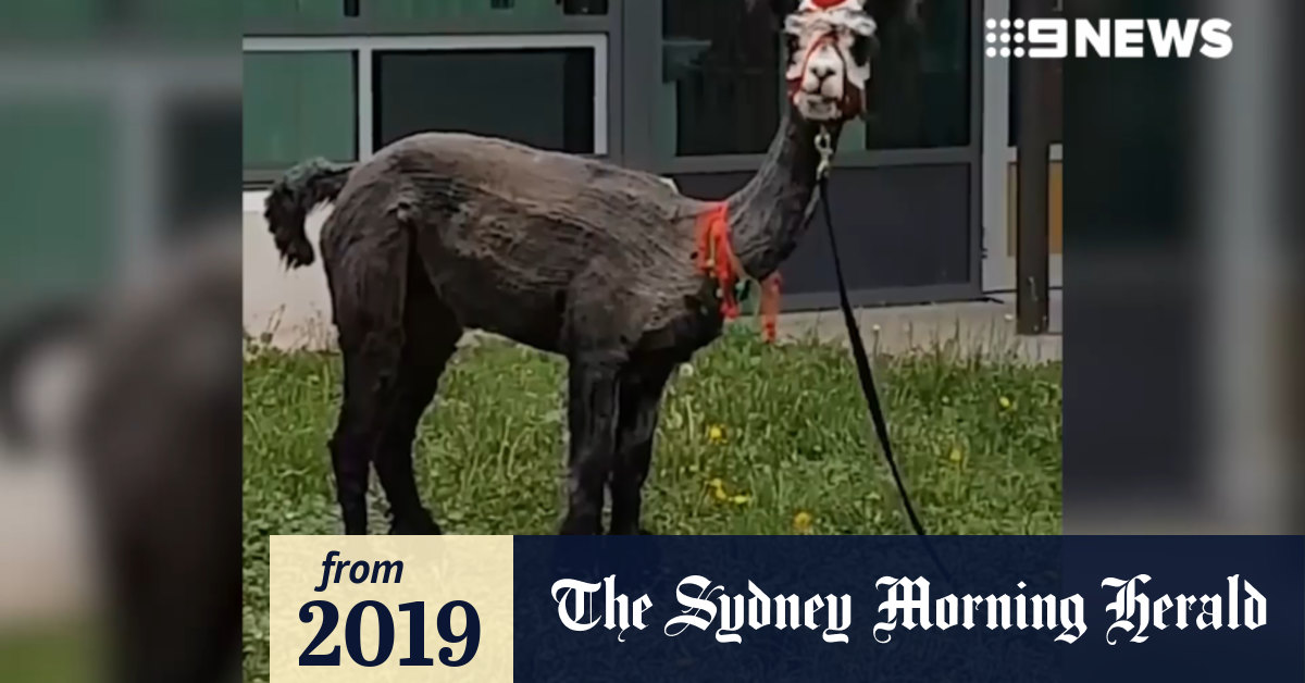 Video: Therapy alpaca killed in dog attack