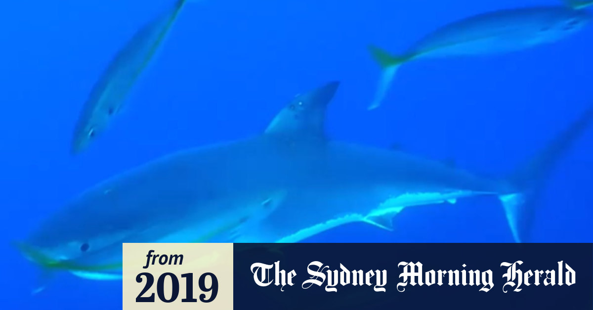 Video: Queensland shark culling