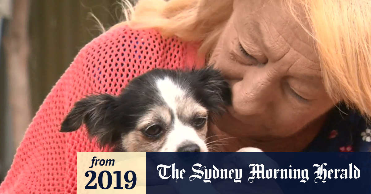 Video: Dog reunited with relieved owner