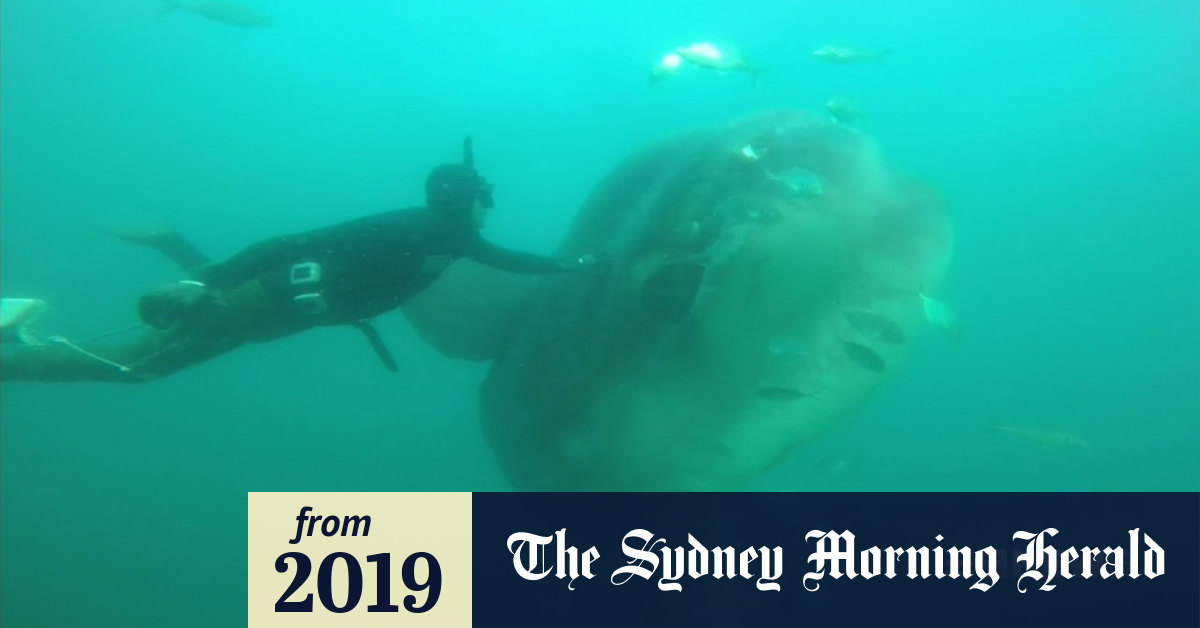 Video: Rare sunfish spotted off Bondi