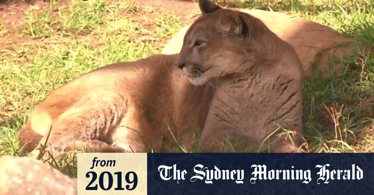 Video: Zambi Wildlife park pampers retired animals