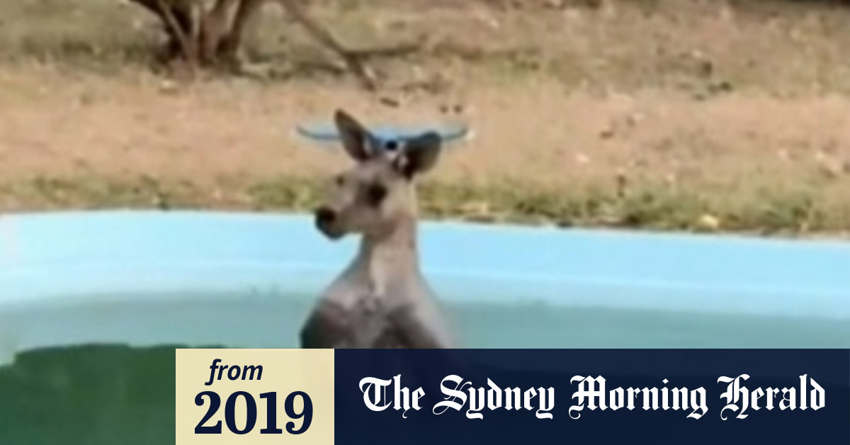 Video: Kangaroo spotted cooling off in pool