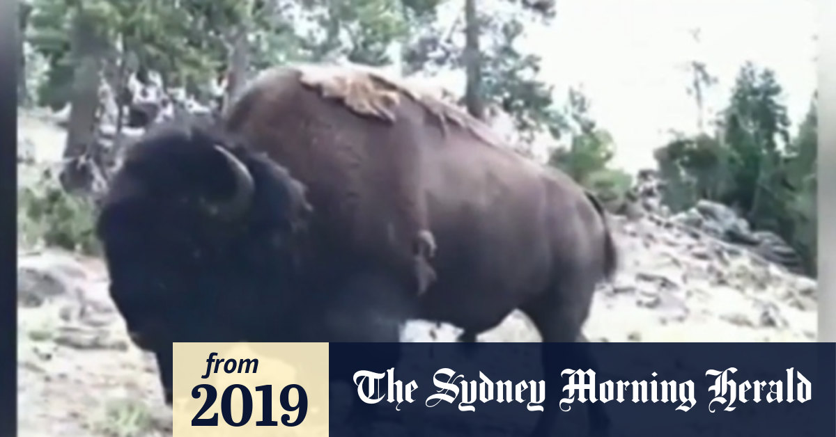 Video: Girl survives bison attack