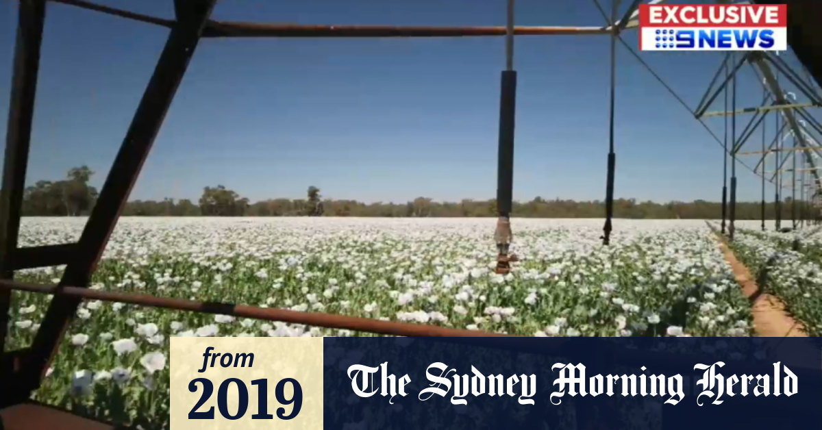 Video: Inside NSW’s vast poppy fields