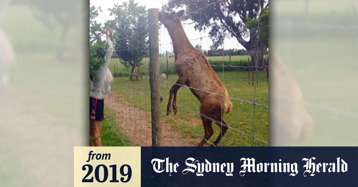 Video: Man killed and wife fighting for life after deer attack