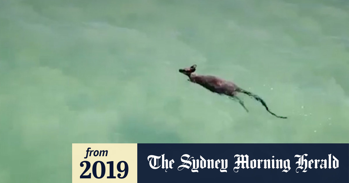 Video: Kangaroo enjoys a swim