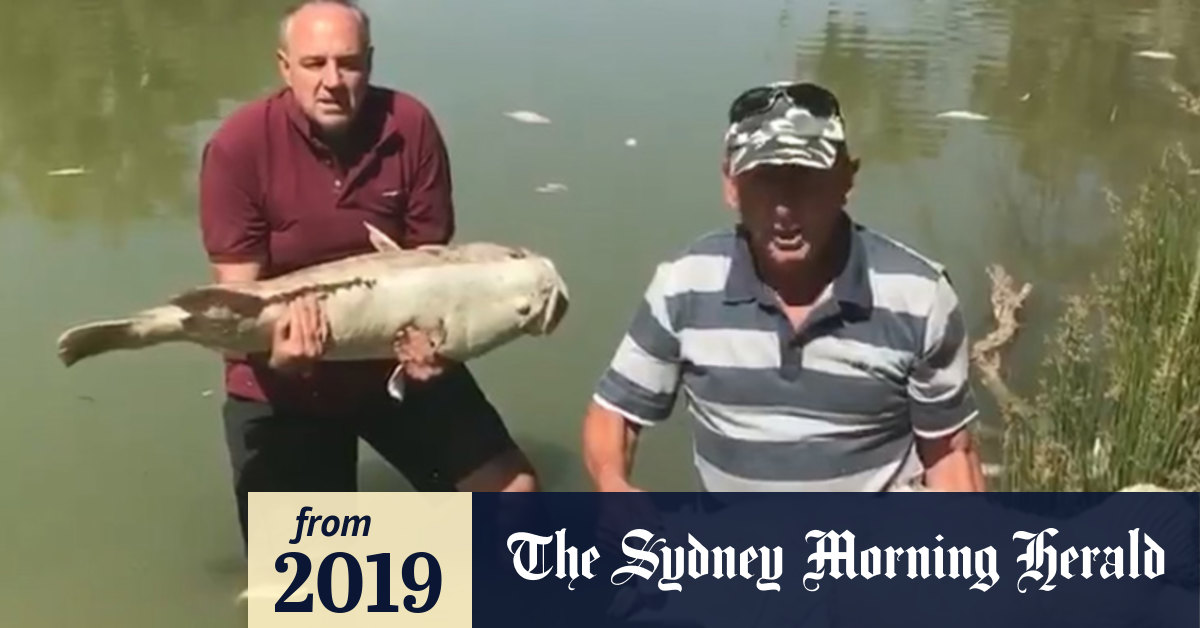 Video: What caused fish deaths in the Darling River?