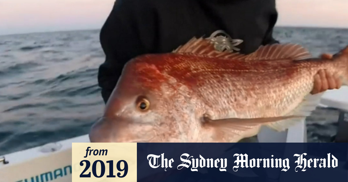 Video: South Australian ban on snapper fishing
