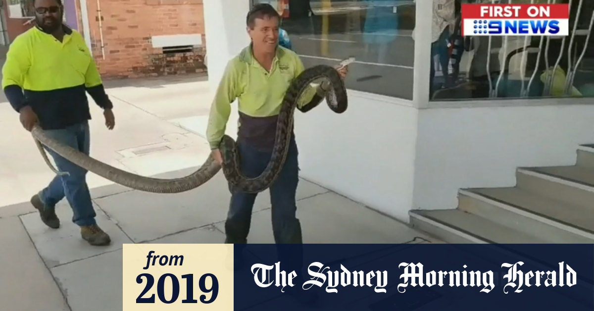 Video: Small town brought to stand still over giant python