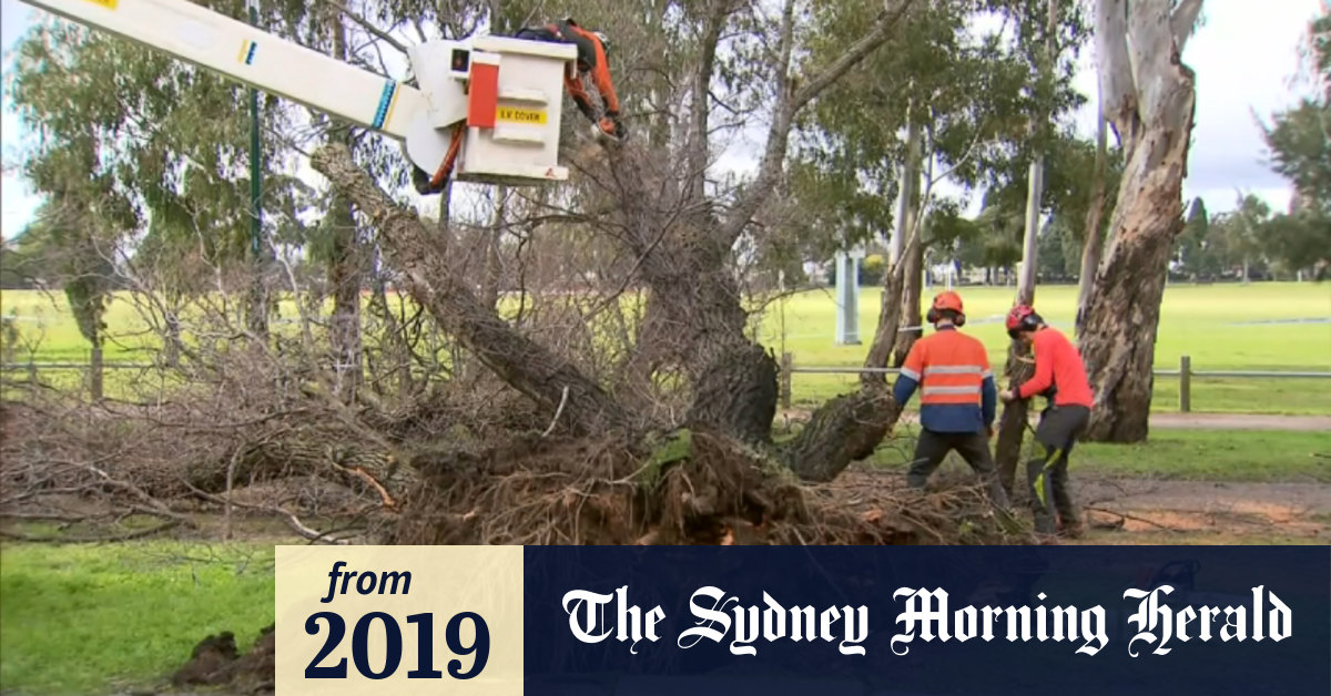 Video: Woman crushed to death by falling tree