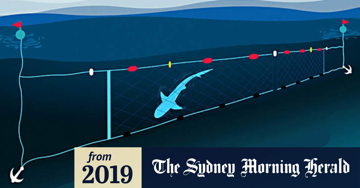 Video: How shark nets work