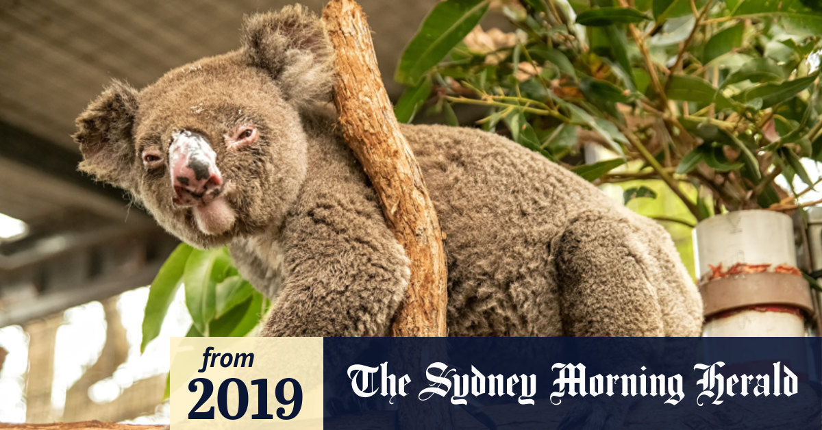 Displaced and injured wildlife