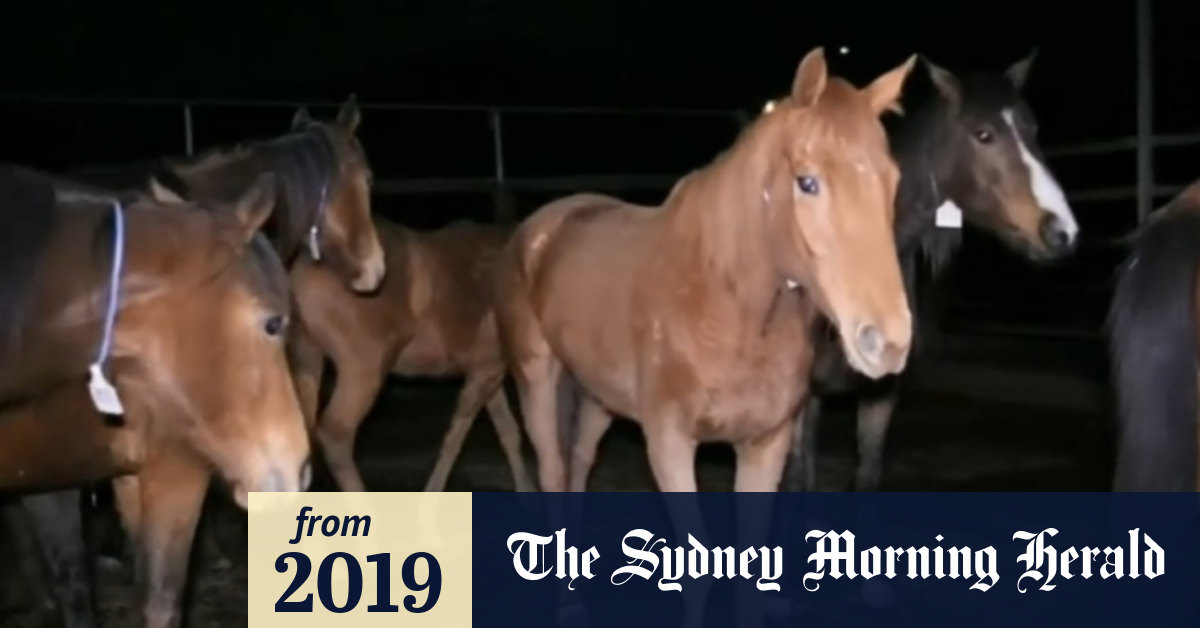 Video: Aussie racehorses secretly sent to slaughter