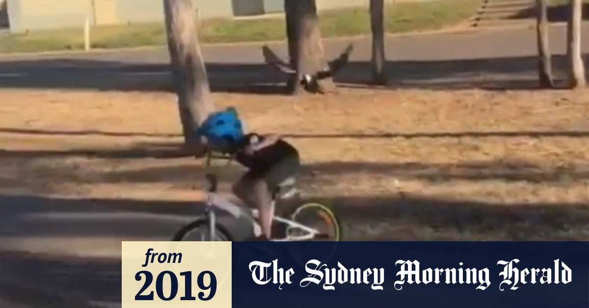 Video: Young boy swooped by magpie in Sydney park