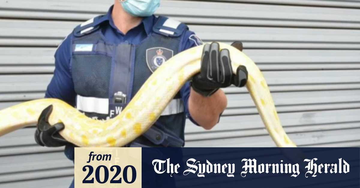 Video: Giant python seized from Victorian property