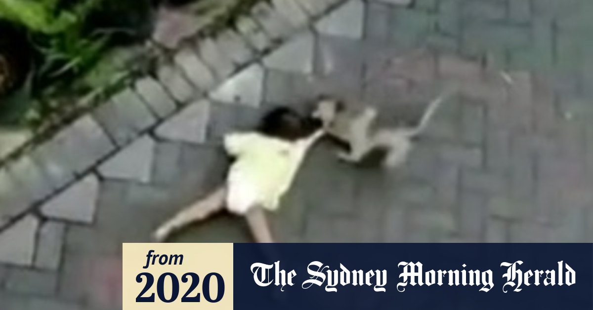 Video: Monkey filmed snatching toddler
