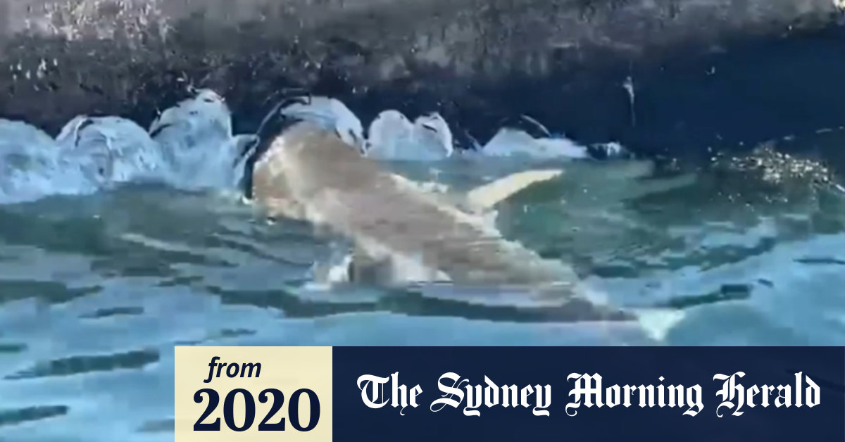 Video: Fisherman surrounded by sharks feasting on whale carcass
