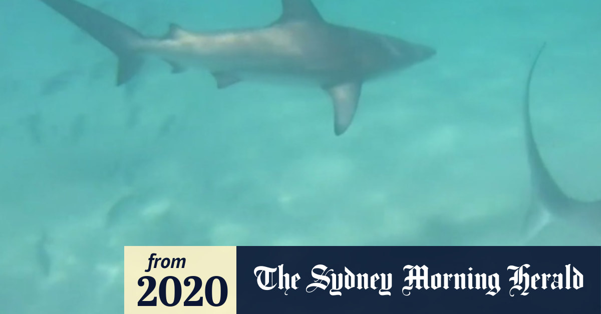 Video: Shark frenzy off Moreton Island