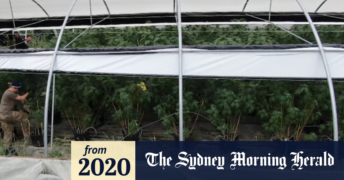 Video: $40m worth of cannabis seized in one of Australia's biggest drug ...