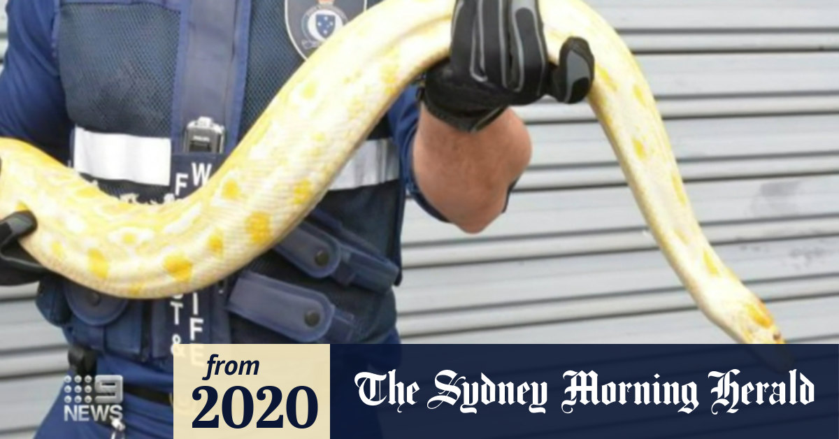 Video: A rare python is seized from Victorian home