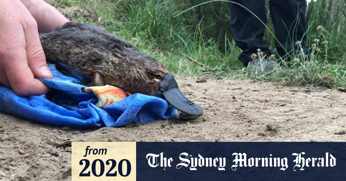 Video: Platypus' relocated in NSW river