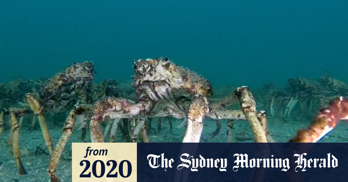 Video: Spider crabs migrating to Port Phillip Bay