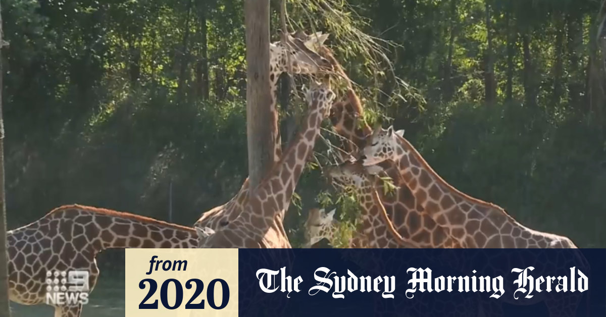 Video: Unexpected death of Giraffe at Sydney Zoo