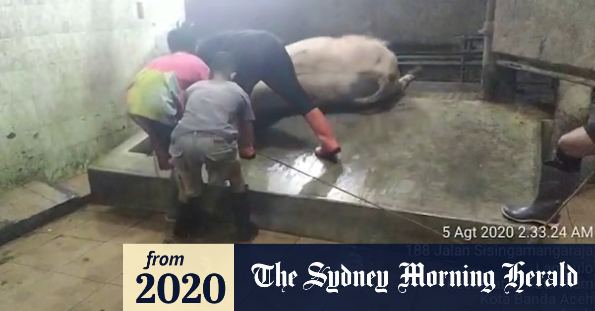 Video: Cattle slaughtered illegally in Indonesia