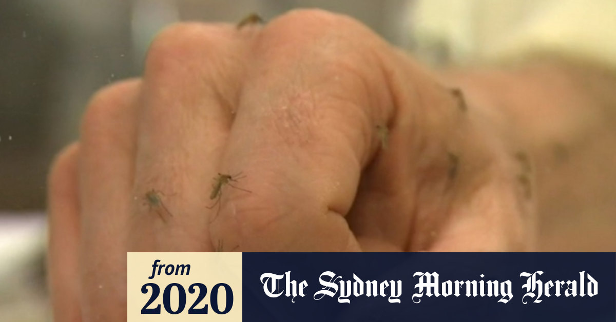 Video: Ross River fever spike