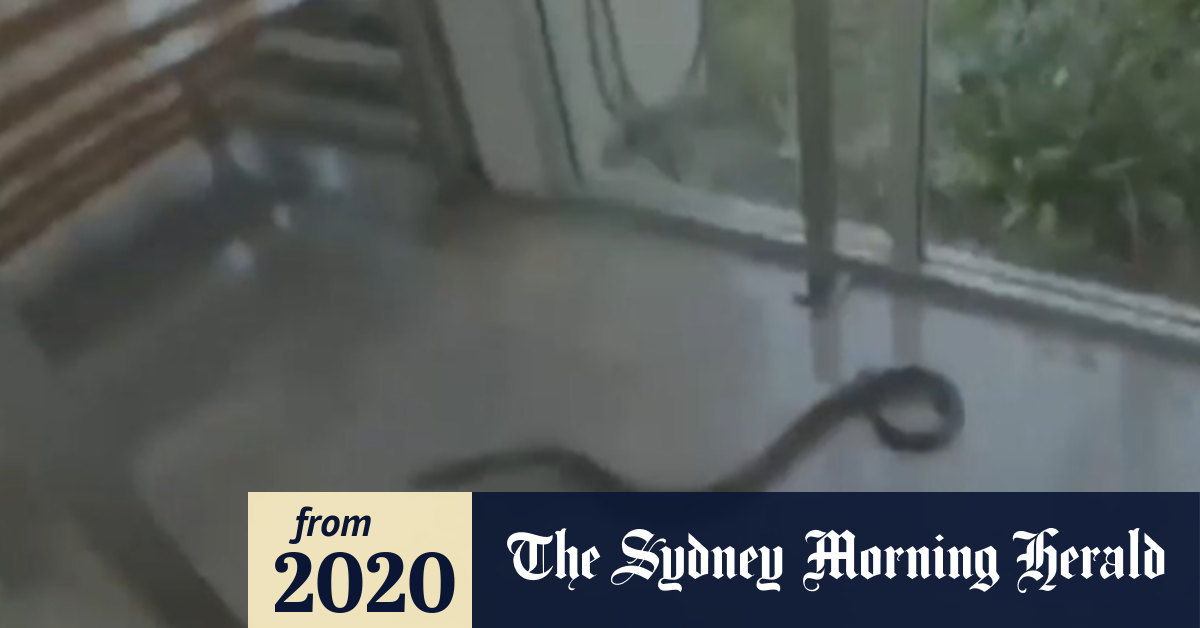 Video: Large eastern brown snake caught in home
