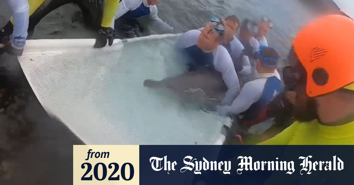 Video: Dolphin rescued after getting stuck in remote Queensland ...