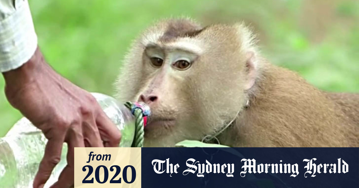 Video: Thailand denies monkey labor used in coconut harvest