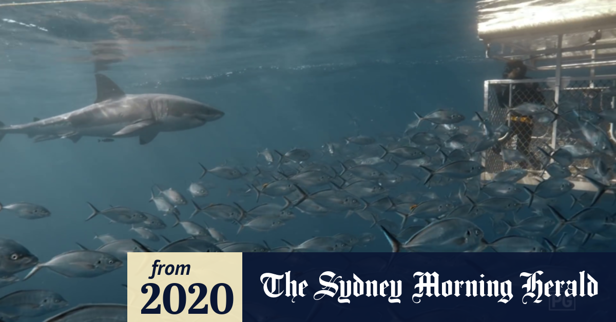 Video: Trailer: Save This Shark