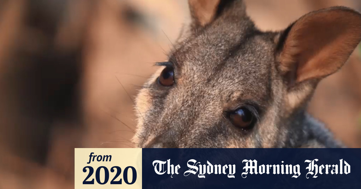 Video: Brush tailed rock wallabies dying after bushfires