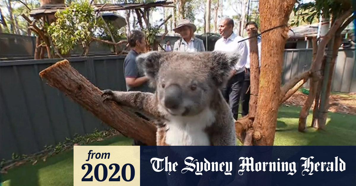 Video: Australian Bushfires: Climate Change still in spotlight