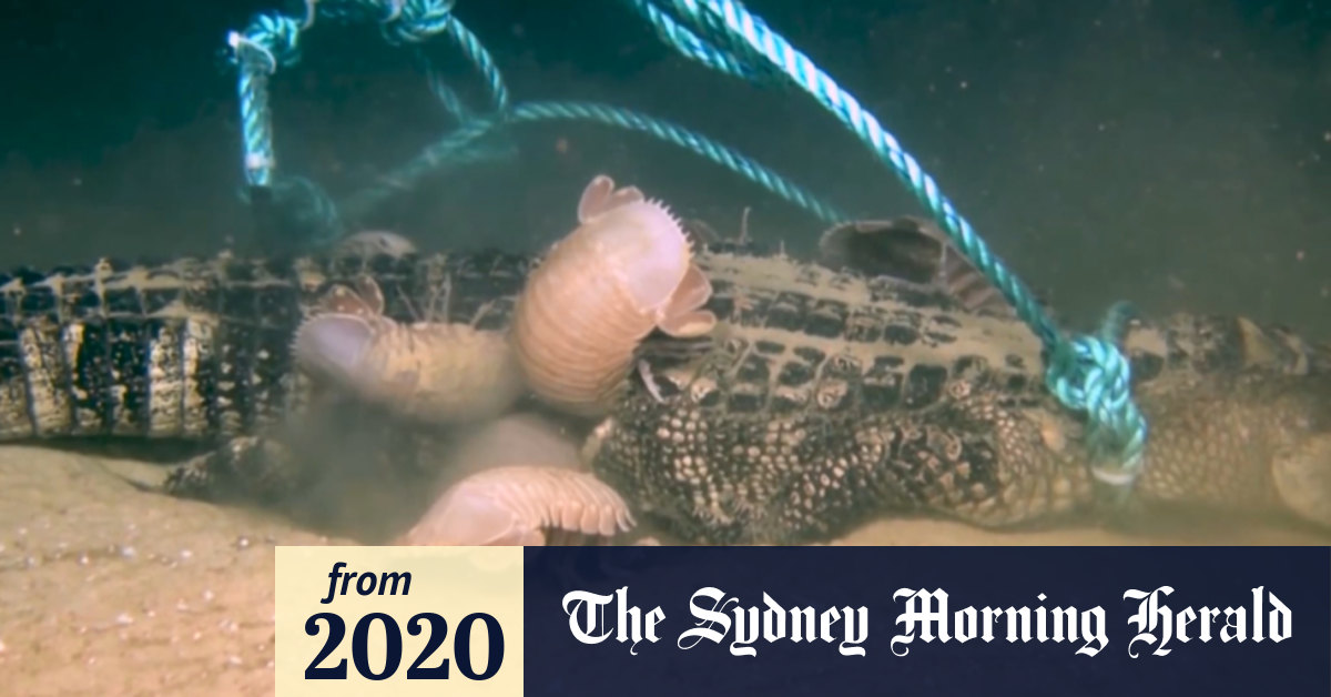 Video: Scientists drop dead alligators to the ocean depths